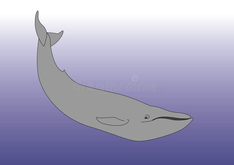 Blue Whale Swimming in the Ocean Vector Illustration Stock Vector ...