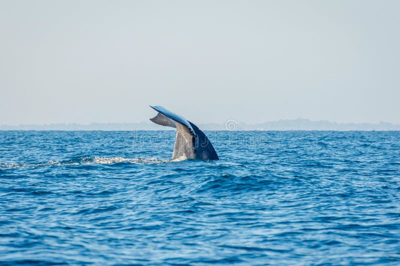 Blue whale tail stock image. Image of dive, giant, migration - 107882297