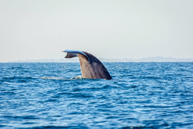 Blue whale tail stock photo. Image of ocean, nature - 107882630