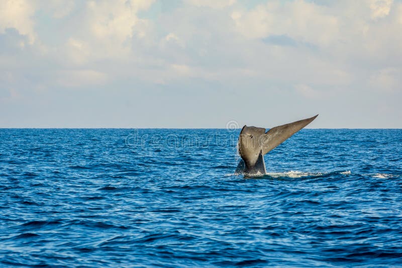 Blue whale tail stock image. Image of nature, animal - 107882505