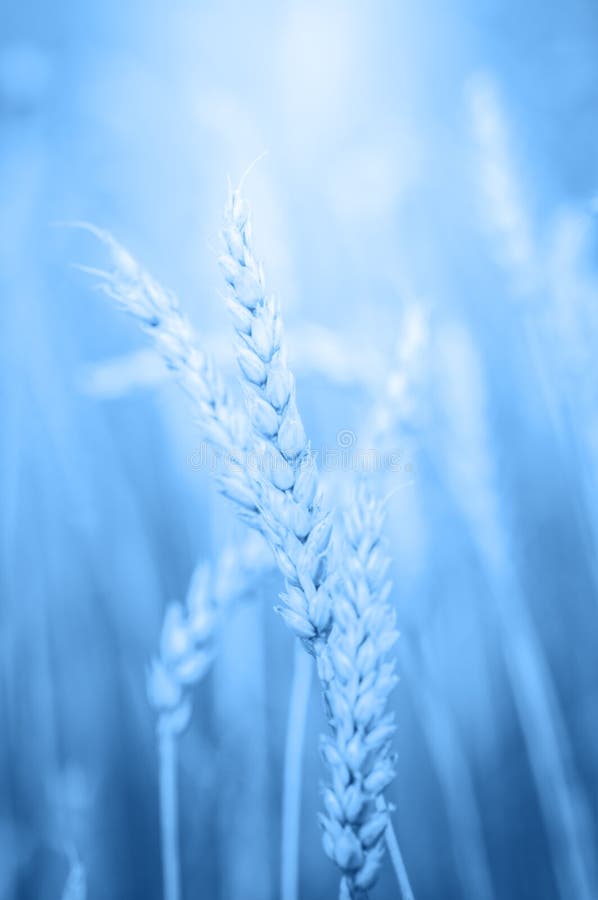 Blue Sky and Wheat Field with Wind Turbines Generating Electricity ...