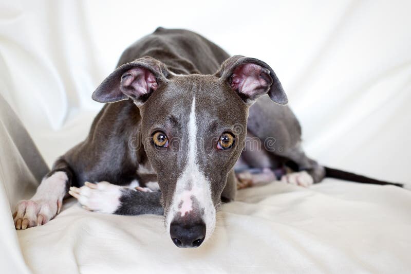 Blue Whippet Looking Straight Stock Photo - Image of agressive, asking ...