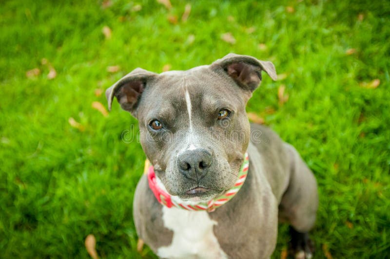 Blue and White American Pit Bull Terrier Headshot Stock Photo - Image ...