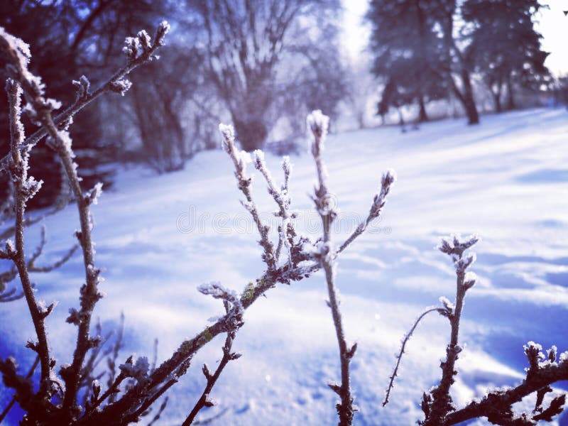 Background of Snowy Branches Stock Image - Image of white, trees: 138625981