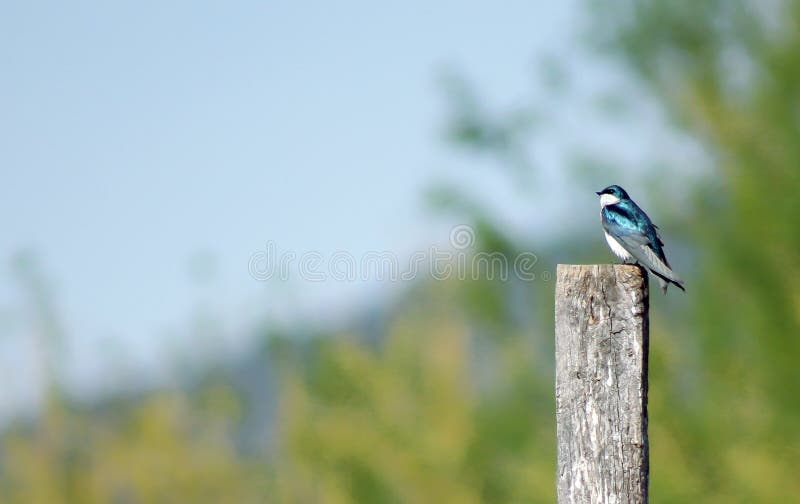 Blue and White Bird on Post Stock Photo - Image of post, swallow: 54768482