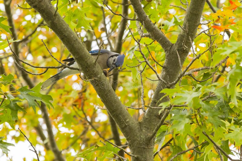 Blue Bird House With Leaves In Fall Colors Stock Photo - Image of ...