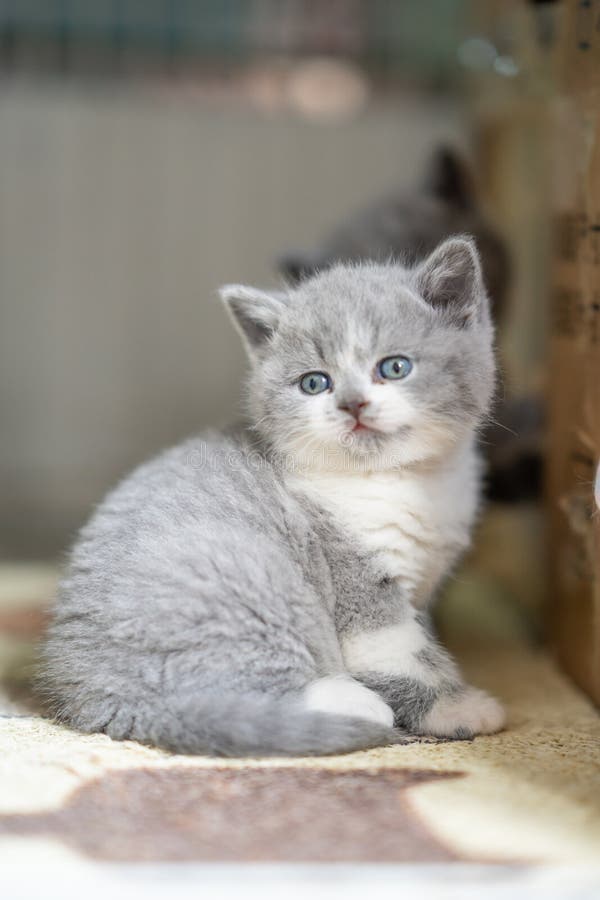 A Lovely British Short-haired Blue and White Cat Stock Image - Image of ...