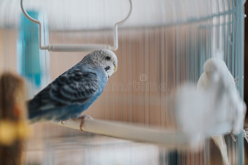 Blue and White Budgerigar Perched Inside a Birdcage Stock Photo - Image ...