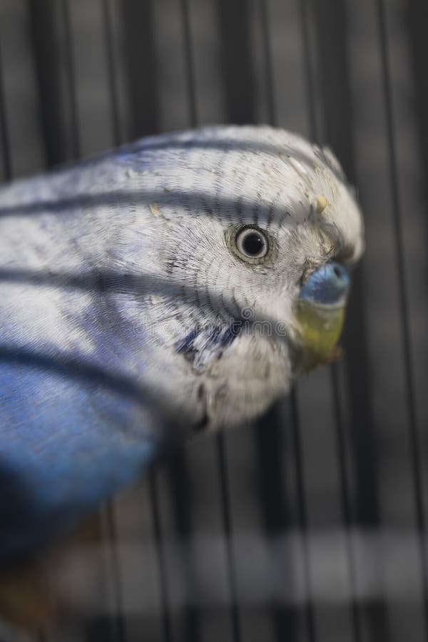 Blue and White Budgie in a Cage Stock Image - Image of curious, white ...