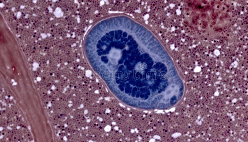 A Blue and White Cell Under a Microscope Stock Illustration ...
