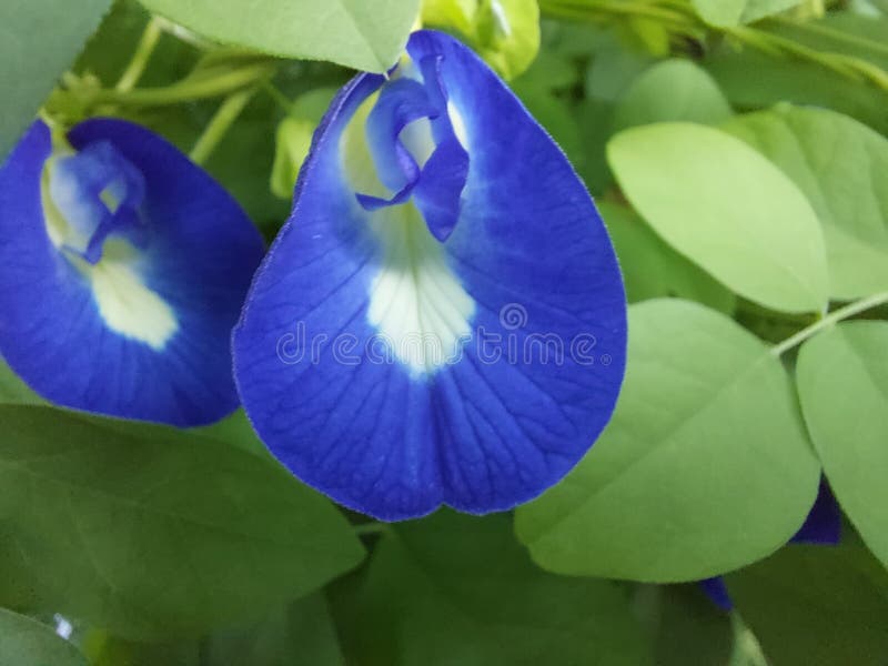 Blue and White Color of Butterfly Pea Flower Stock Image - Image of ...