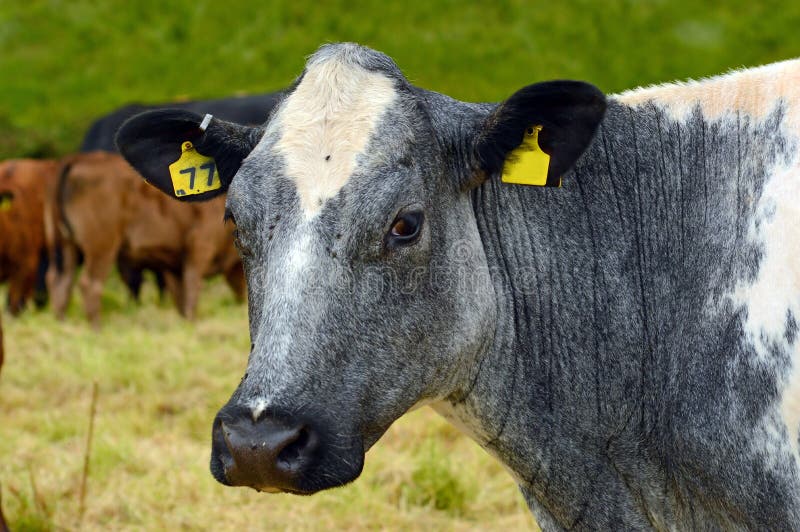 Blue And White Cow In Field Stock Photo - Image: 42008651