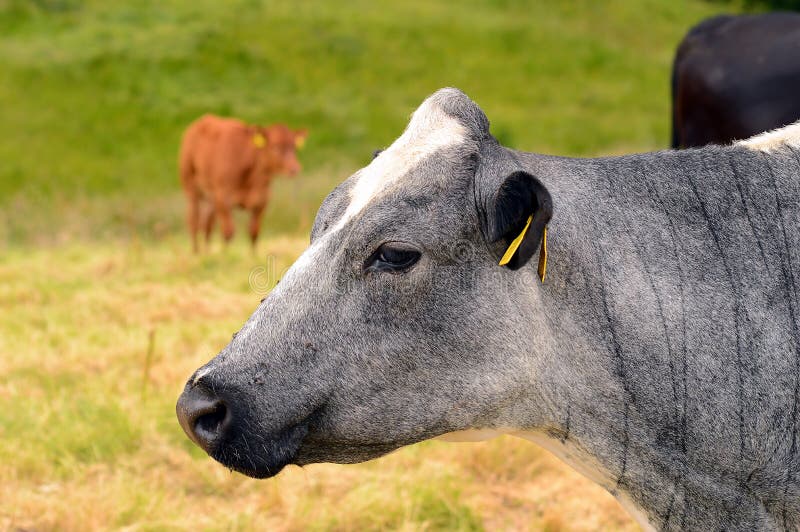 Blue and White Cow in Field Stock Image - Image of muzzle, farming ...