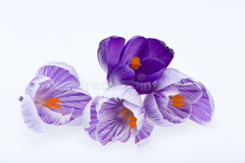 Blue and White Crocus Flowers Stock Image - Image of light, perfume ...