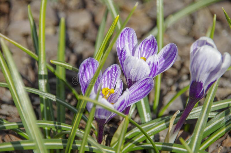 Blue White Crocus Striped in Springtime Stock Photo - Image of primrose ...