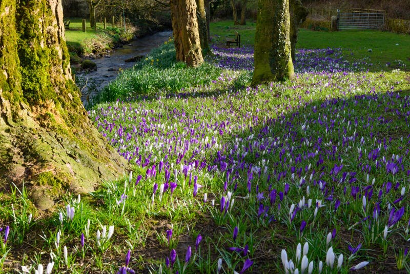 Blue and White Crocuses stock image. Image of tree, growing - 113049541