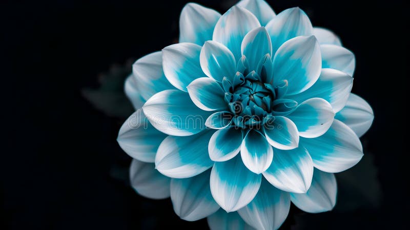 Blue and White Flower Black Background Stock Illustration ...