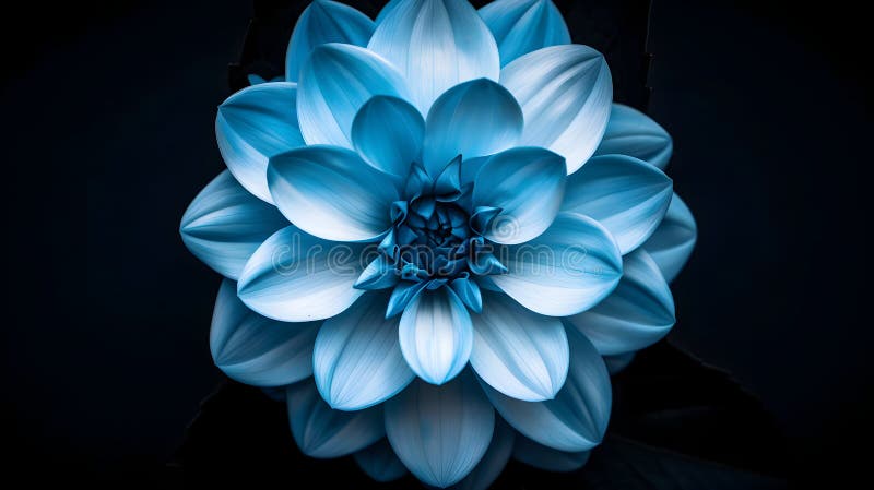Blue and White Flower Black Background Stock Illustration ...