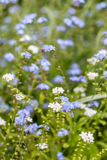 352 Geranium Border Background Stock Photos - Free & Royalty-Free Stock ...