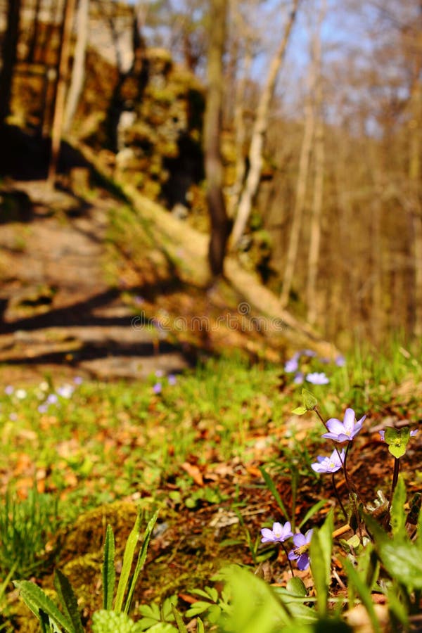 Blue and White Flowers by the Castle Ruins Stock Image - Image of color ...