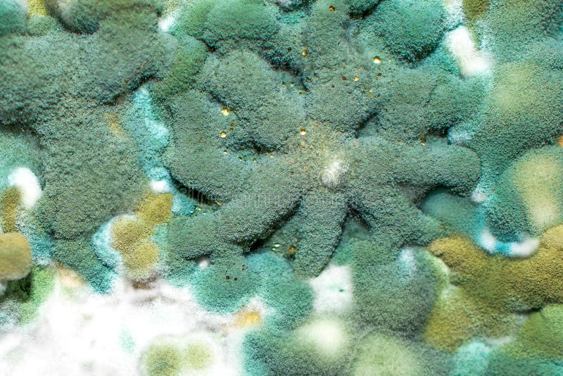 Blue and White Mold with an Interesting Pattern Stock Image - Image of ...