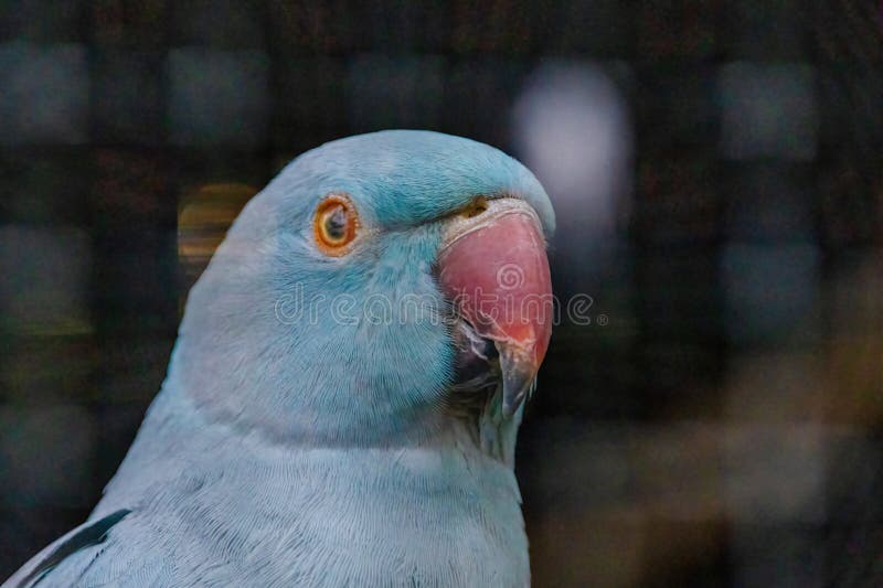 A Blue and White Parrot is Looking at the Camera Stock Image - Image of ...