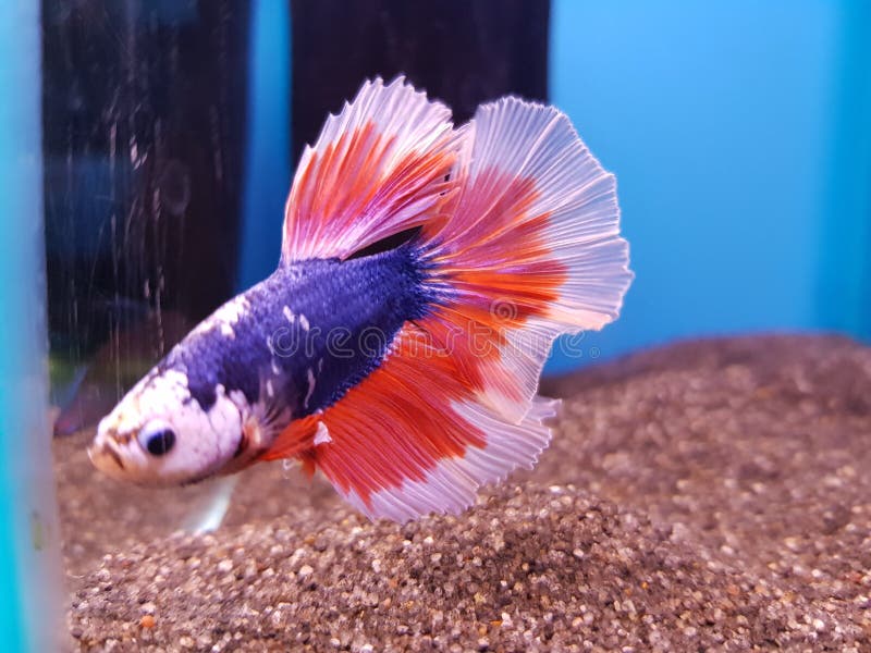 Blue, White and Red Betta Fish Stock Image - Image of fish, white ...