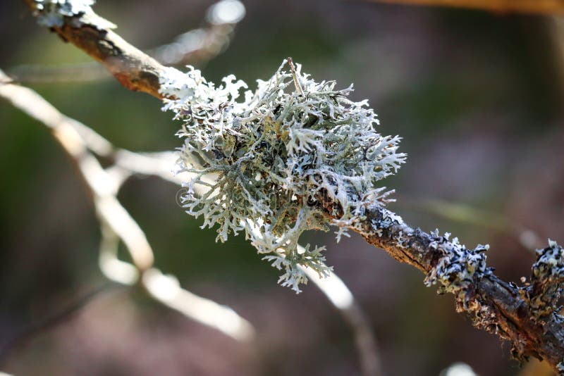 Blue White Round Linchen Dry Moss Piece Growing Along a Thin Tree ...