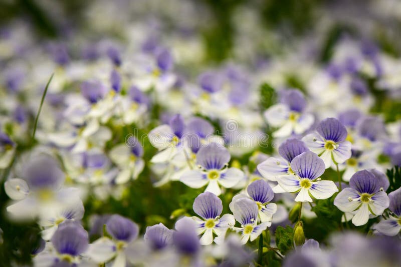 Blue and White Spring Wild Flowers Like on a Postcard 1 Stock Image ...