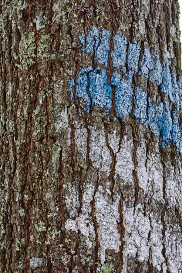 Blue, white stripe on tree stock photo. Image of hiking - 190262132