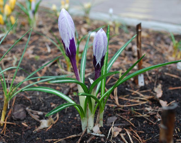 Blue with White Stripes Crocus. Stock Image - Image of stripe, plant ...