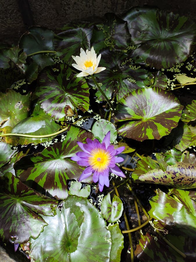 Beautiful Nil Manel Flower Stock Photos - Free & Royalty-Free Stock ...