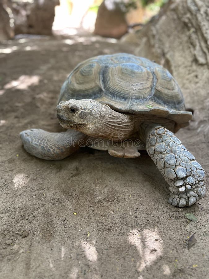 Blue and White Turtle Resting on the Ground Stock Image - Image of cute ...
