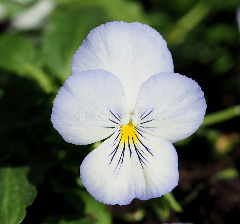 Blue and White Viola or Pansy in Bloom Stock Photo - Image of ...