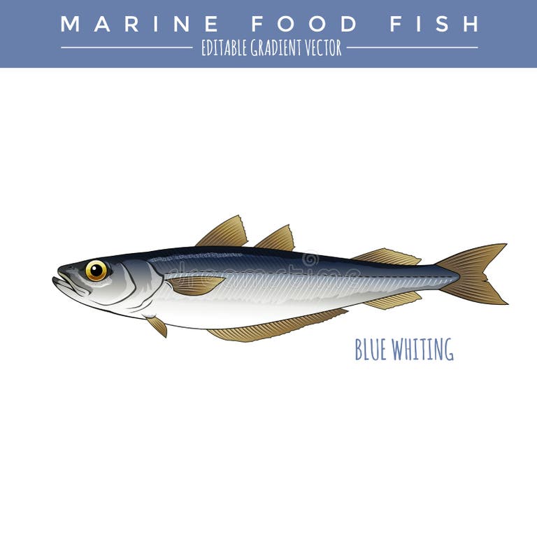 Blue Whiting. Marine Food Fish Stock Vector - Illustration of marine ...