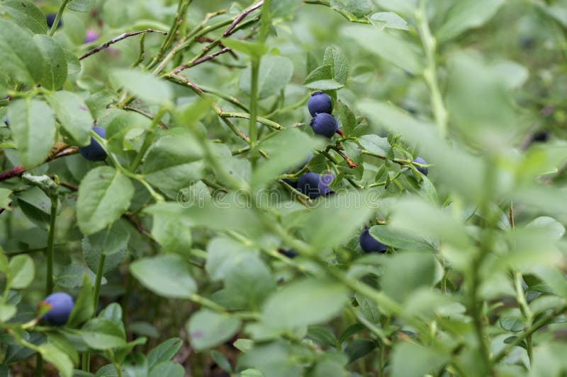 .blue Wild Blueberries on a Green Bush Stock Photo - Image of ...