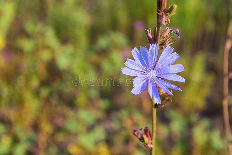 Blue Wild Chicory. Field of Wild Chicory Stock Image - Image of intybus ...