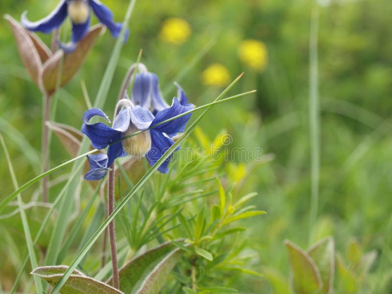 Blue Wild Clematis Flower Growing in a Meadow in the Grass Stock Image ...