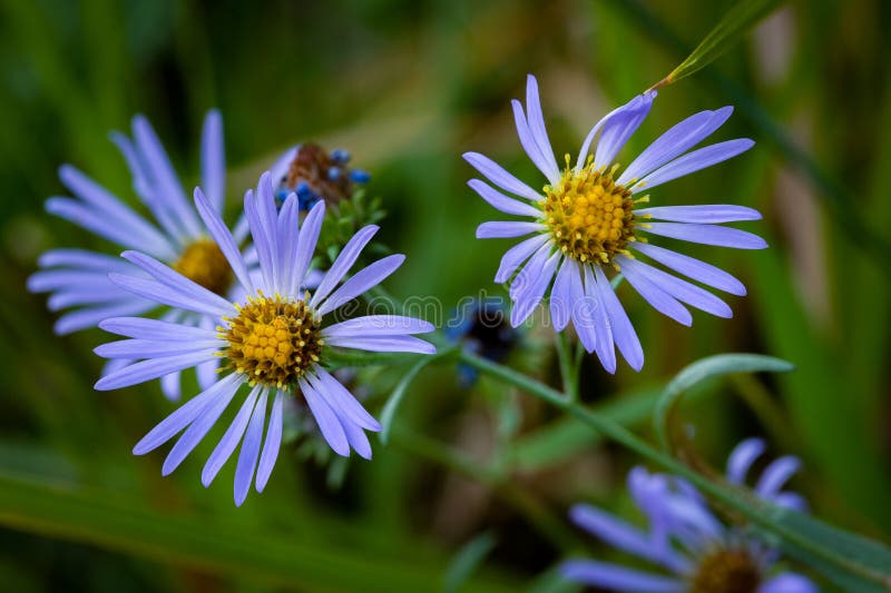 Blue Wild Fall Aster stock photo. Image of wild, fall - 235190154