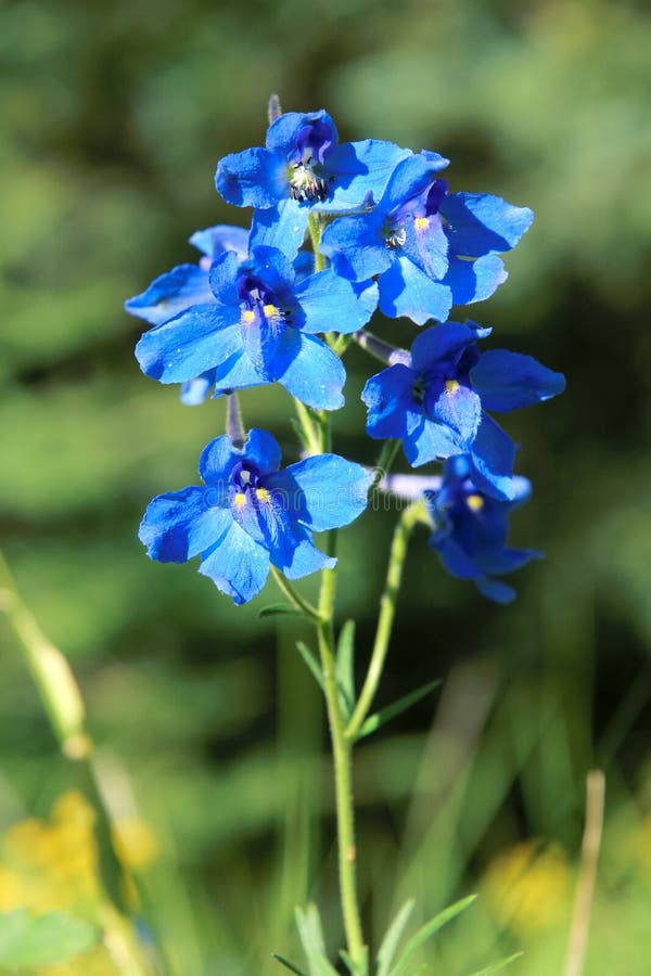 Parochetus Communis Stock Photos - Free & Royalty-Free Stock Photos ...