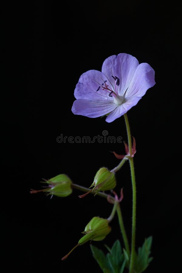 Blue Wild Flower - Meadow Geranium or Meadow Cranesbill Geranium ...