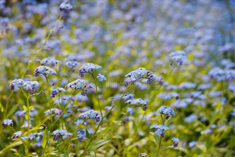 Blue Wild Forget-me-not Flower, Summer Blue Colour Background Stock ...