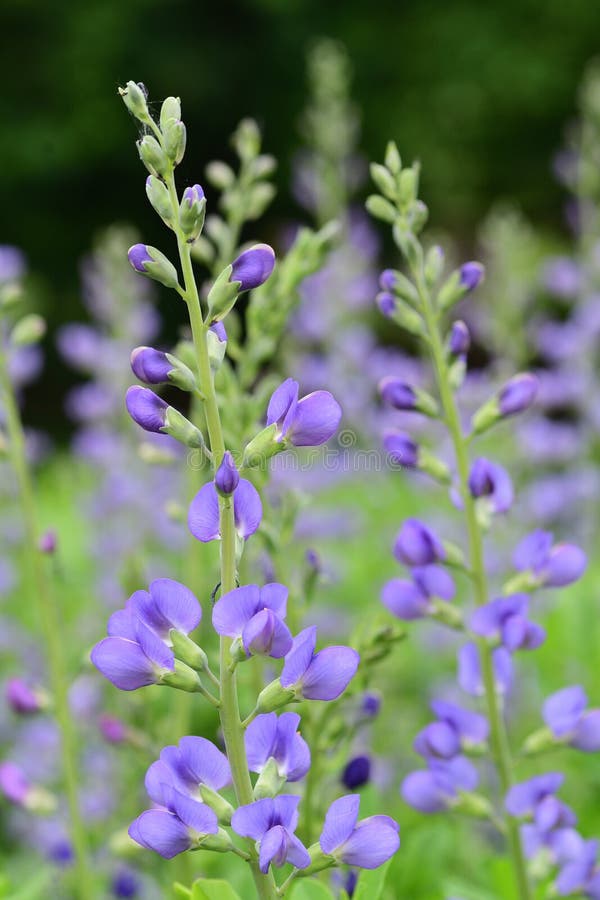 Blue Wild Indigo Baptisia Australis Stock Image - Image of fabaceae ...