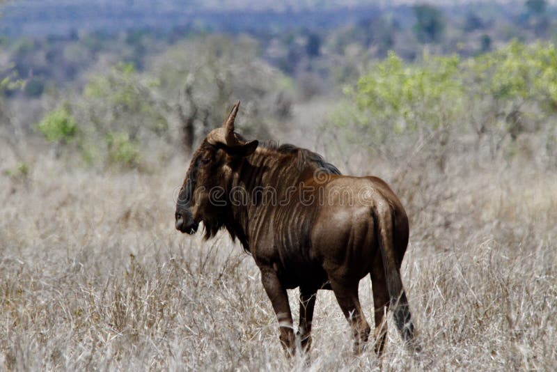 Blue wildebees stock photo. Image of blue, heat, wildebees - 106198560