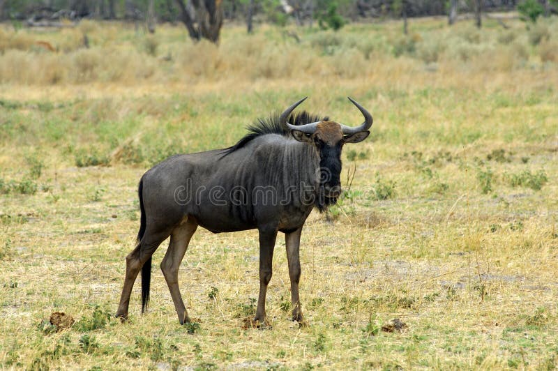 Blue Wildebeest stock photo. Image of laterally, conservation - 18295434