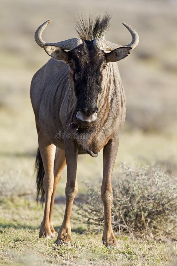 Blue Wildebeest stock image. Image of southern, wild - 18899313