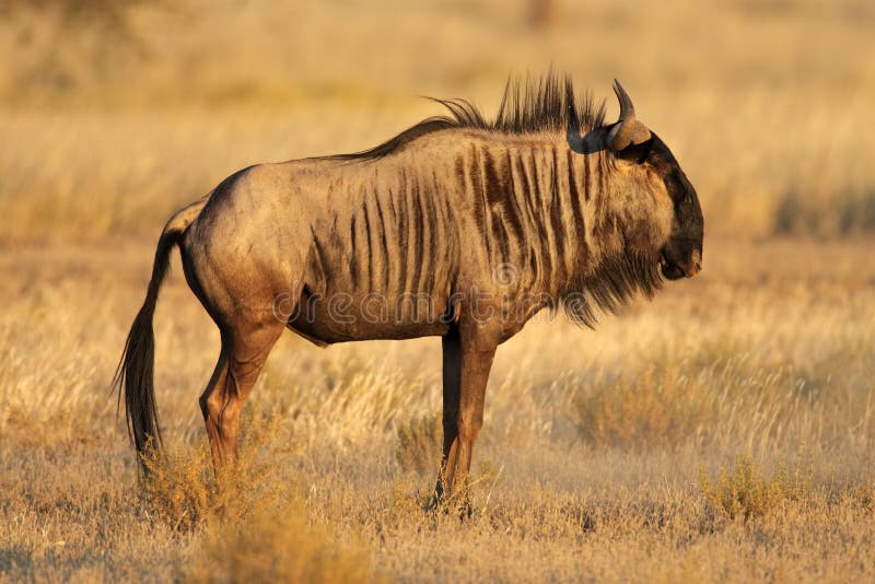 Blue wildebeest stock image. Image of survival, afternoon - 23043437