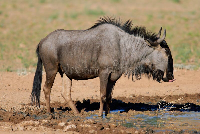 Blue wildebeest stock photo. Image of ecology, alone, waterhole - 5978238