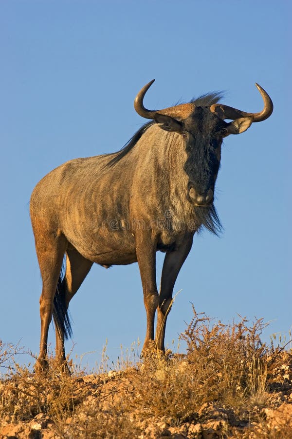 Blue wildebeest stock image. Image of kalahari, digging - 726313