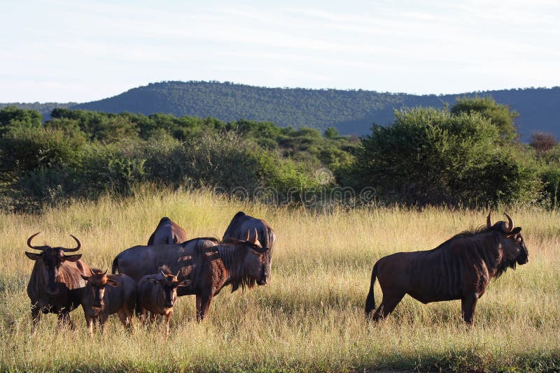 Blue Wildebeest Herd stock photo. Image of south, wildebeest - 8735246